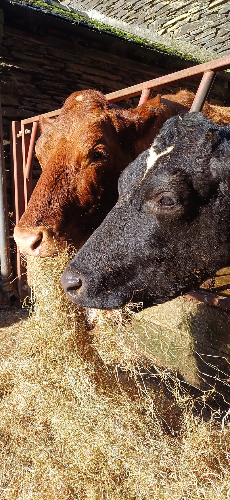 Hill Top Herdwick - Hipp Top Farm - Gallery
